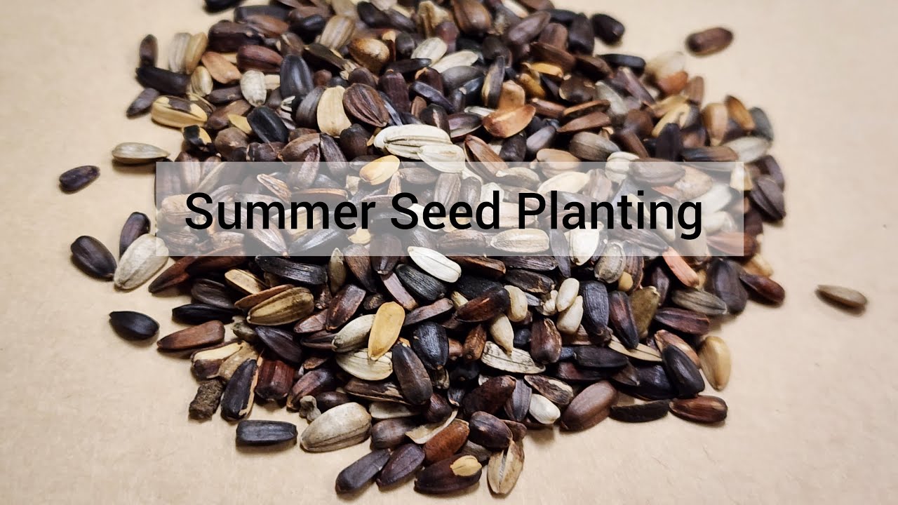 LIVE CHAT: Summer Seed Planting - YouTube