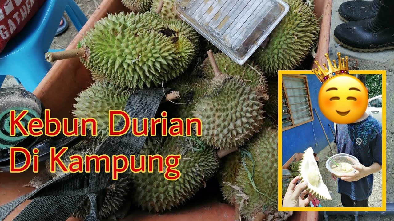 Kebun Durian di Kampung - YouTube