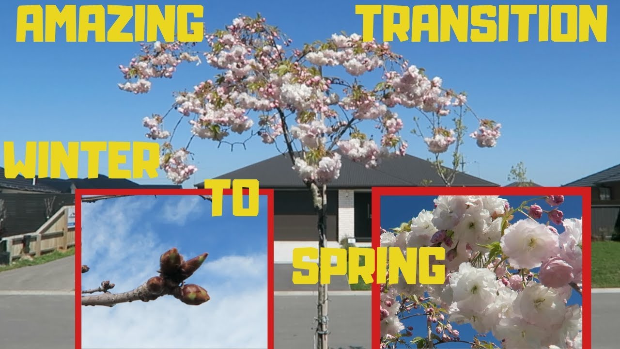 Cherry Blossom TRANSITION Winter to Spring 2018 - YouTube