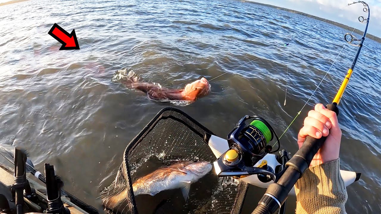 The Shallow Water has Giant Fish Everywhere!! - YouTube