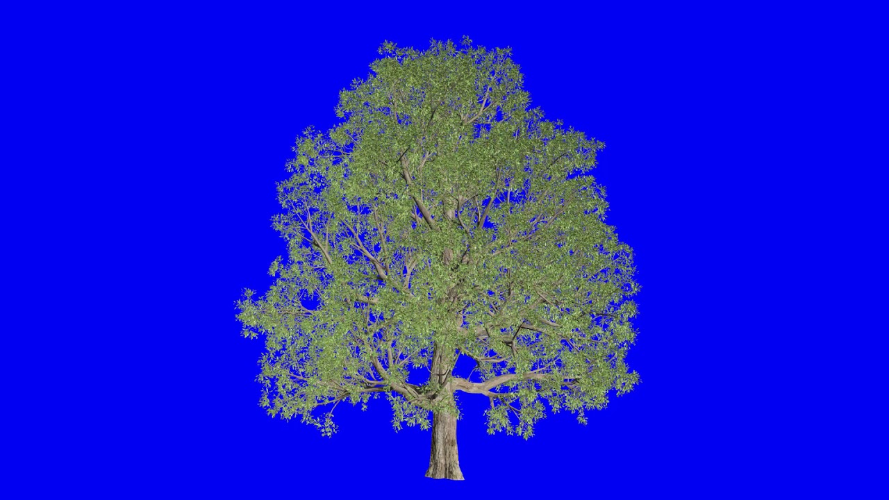 "Tree in the wind_003" Blue Screen/Loop/Royalty Free/HD Stock Footage ...