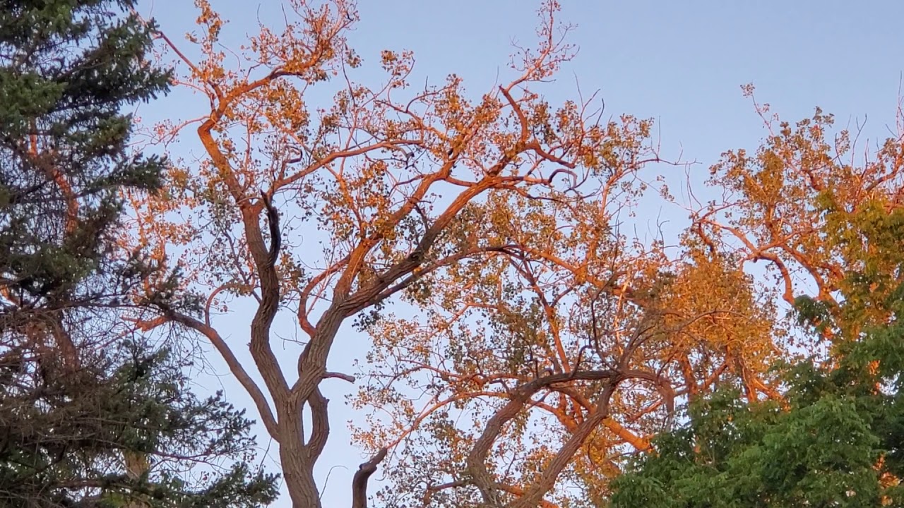 Wind, leaves, and trees. October 2019. - YouTube