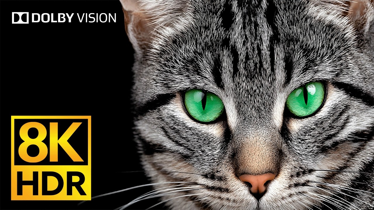 8K OLED Dolby Vision: Mind-Blowing 120fps HDR Video Quality Explosion # ...