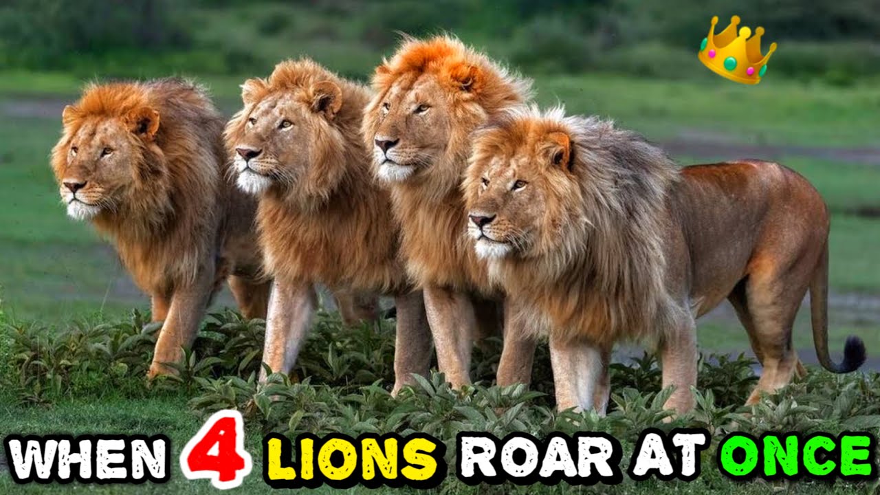 Lion Roaring Compilation 🦁 | Roar & Howl | #lion - YouTube
