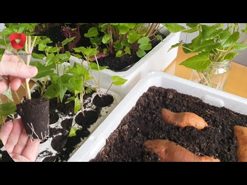 Tatlı patatesleri bu şekilde çoğaltın ve bahçenize ekin