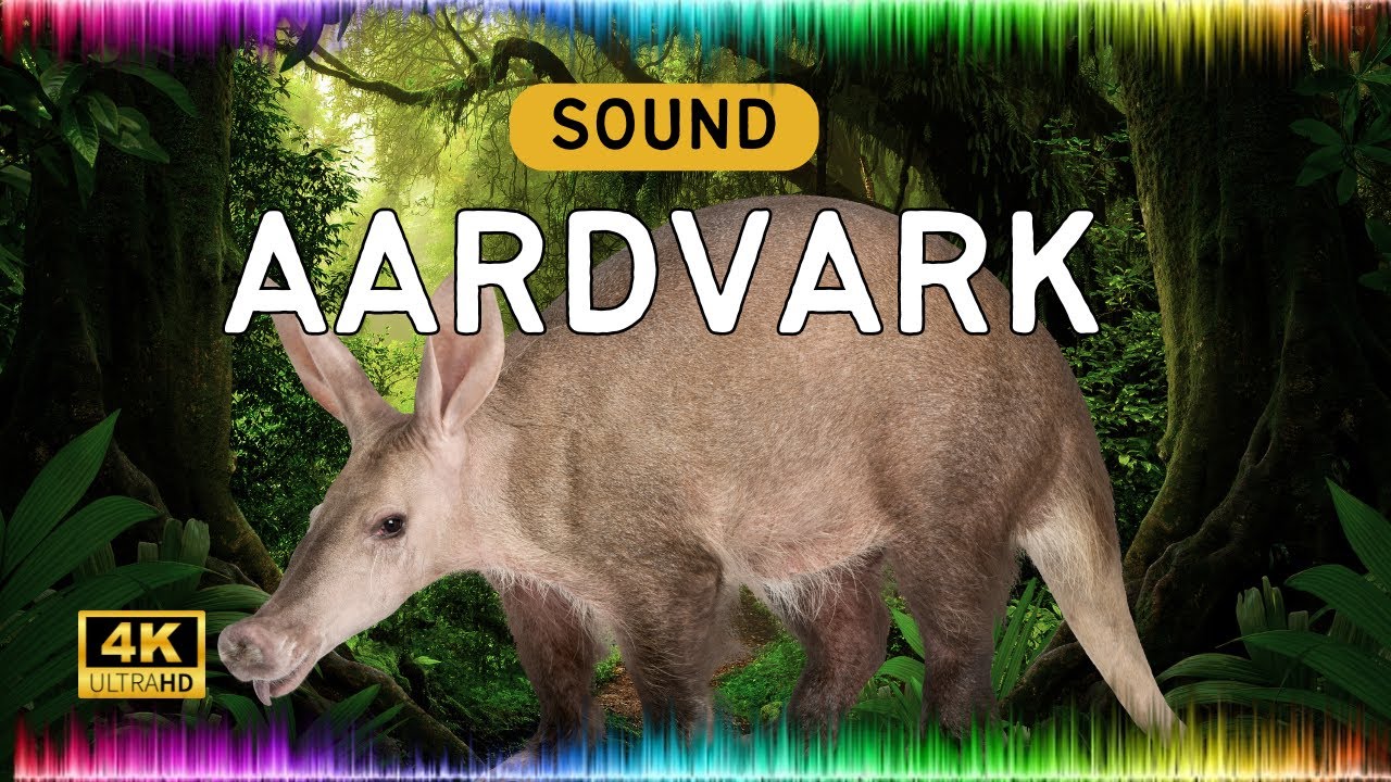 Aardvark Sound - with High Sound Quality- Animal Sound Library - YouTube