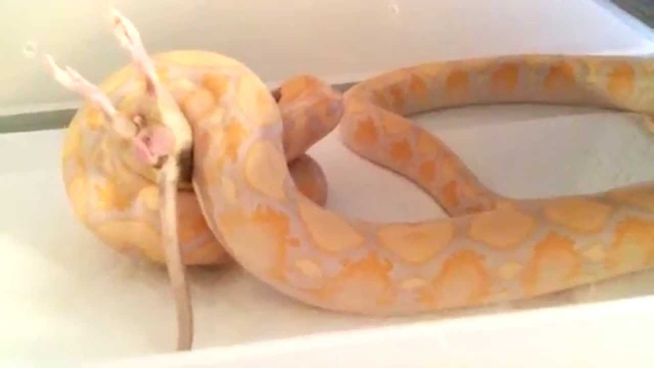 Feeding baby retics - YouTube