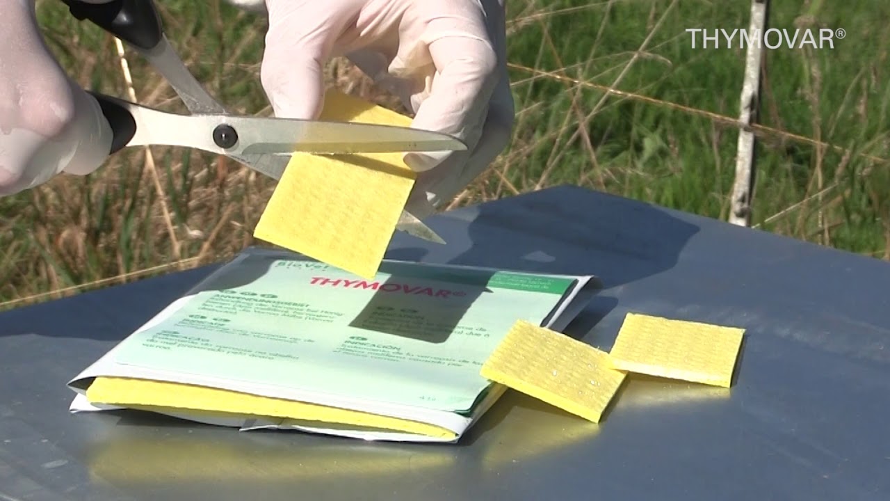 THYMOVAR - For control of Varroa mite in bee hives - Andermatt UK - YouTube