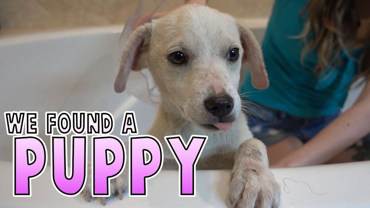 We Found An Abandoned Puppy - YouTube