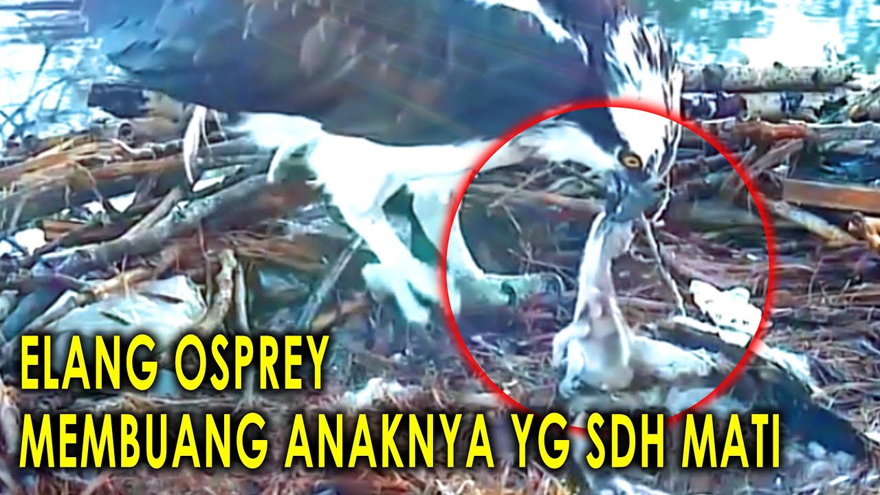 ELANG OSPREY !! Membuang Anaknya Yang Sudah Mati Di Sarang - YouTube