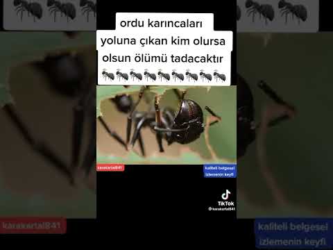 katil karıncalar 20daka izle
