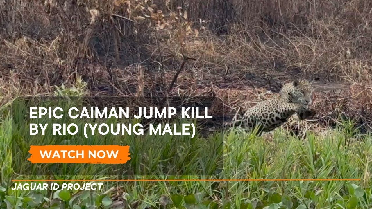 Epic Jaguar Jump Caiman Kill - Rio (Young Male) - YouTube