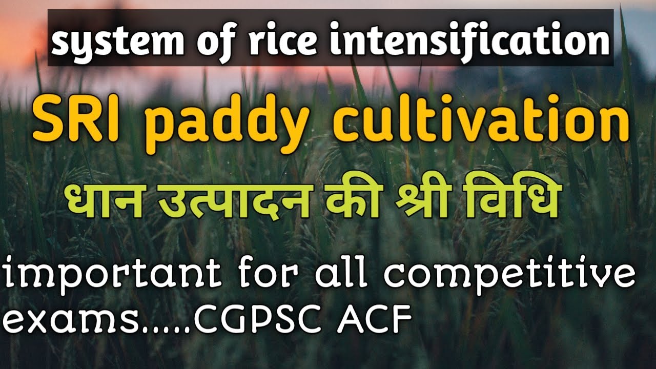 SRI method paddy cultivation .श्री विधि से धान की खेती - YouTube
