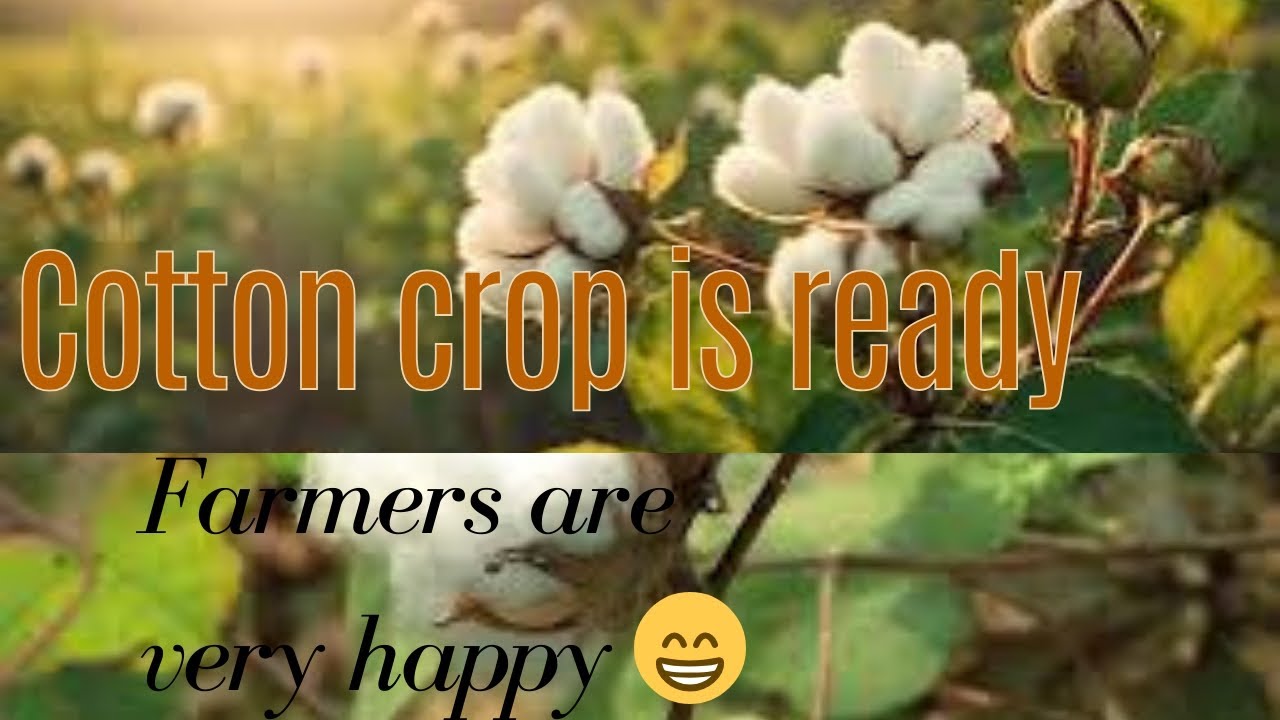 kapas k kasht | Cotton crop is ready for markets - YouTube