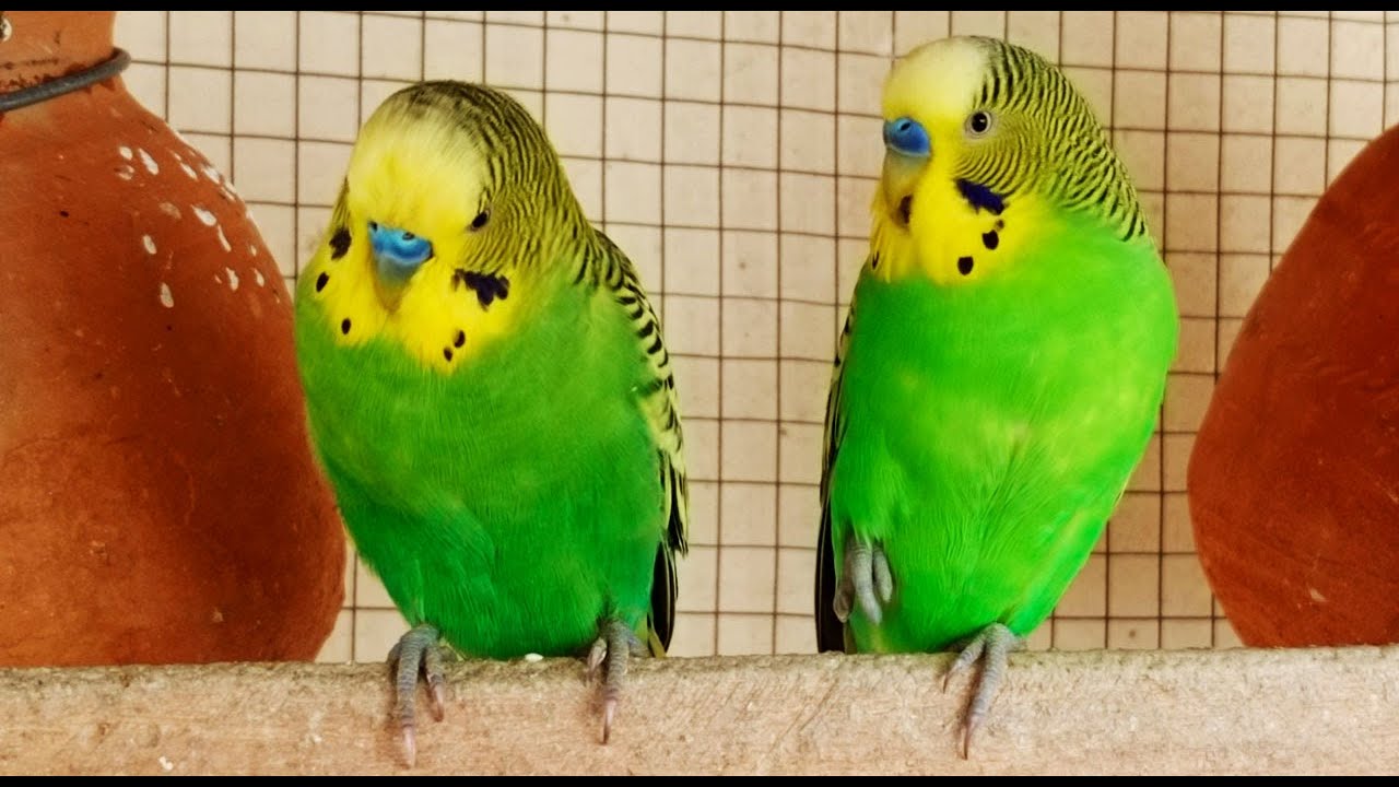 5 Hr Budgies Chirping Talking Singing Parakeets Sounds Reduce Stress ...