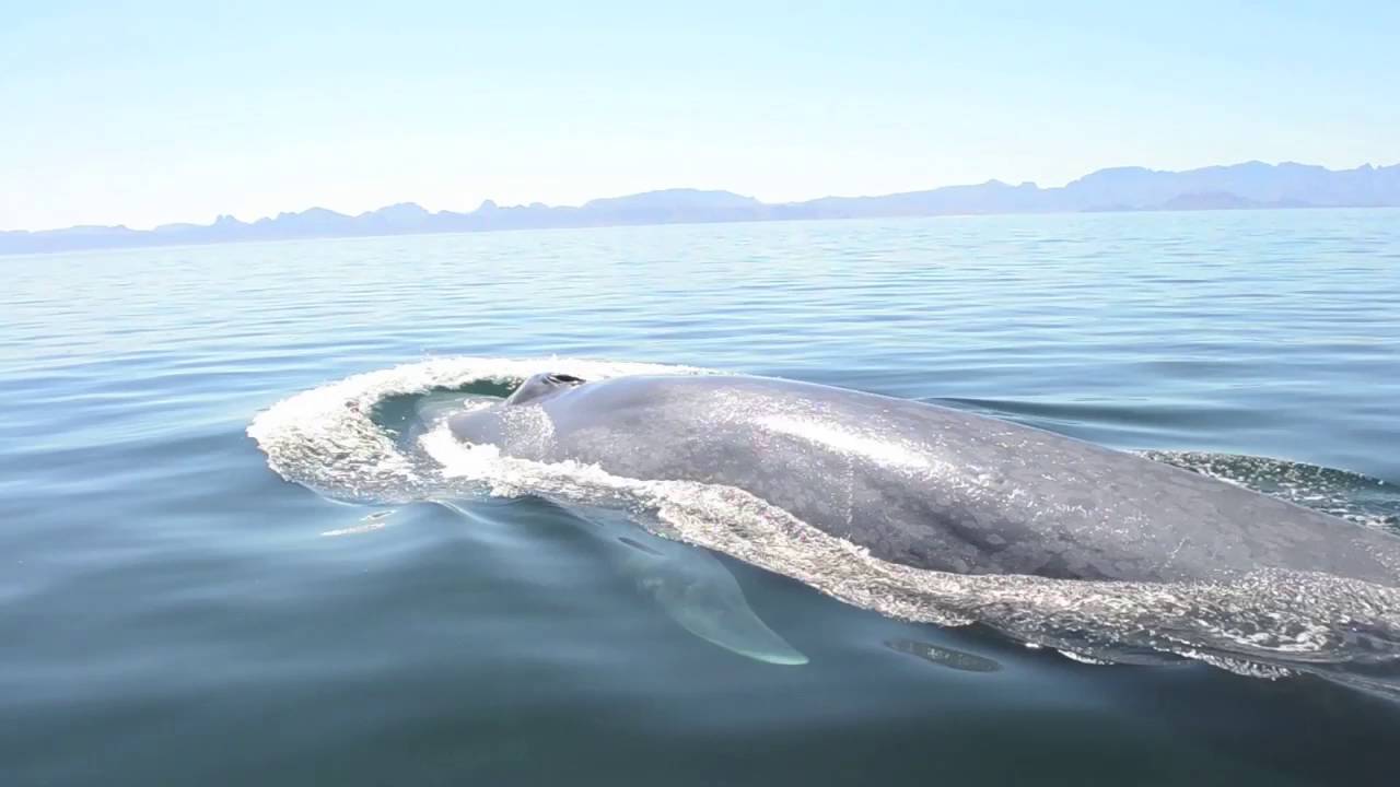 Big Blue Wonders | Great Whale Conservancy | Michael Fishbach - YouTube