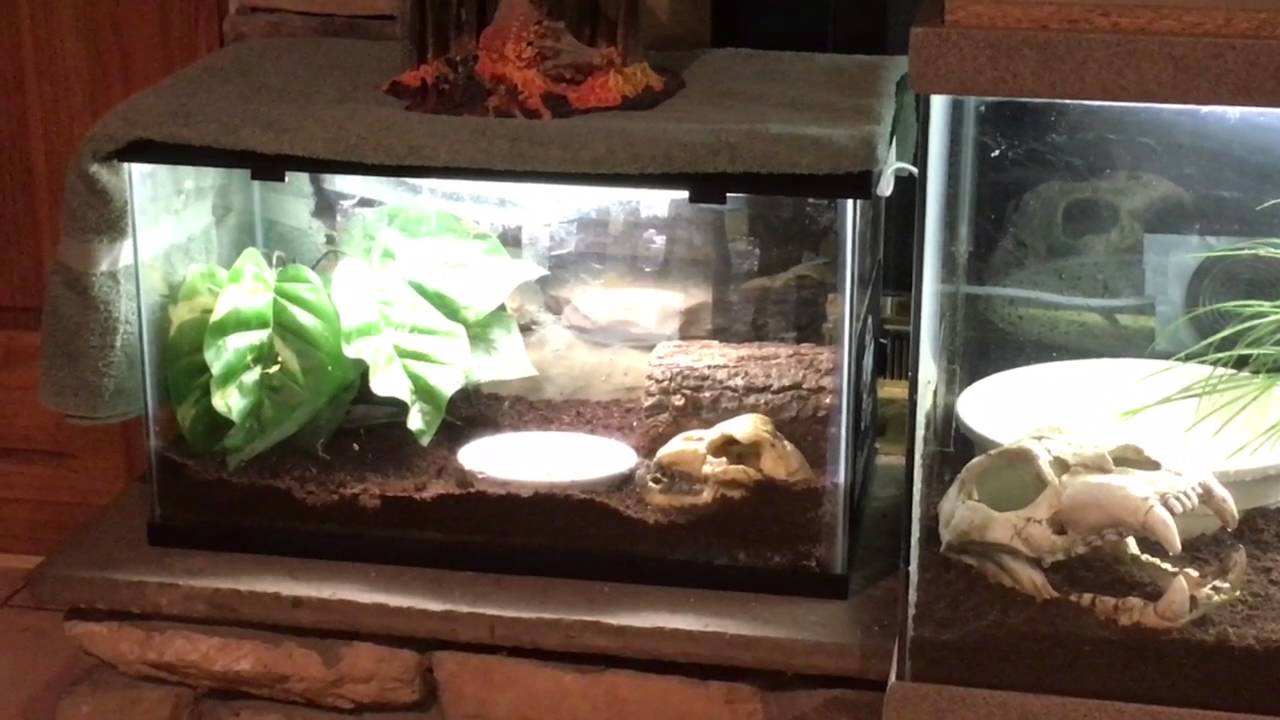 Installed Lights in my Terrariums of my Cane Toads - YouTube