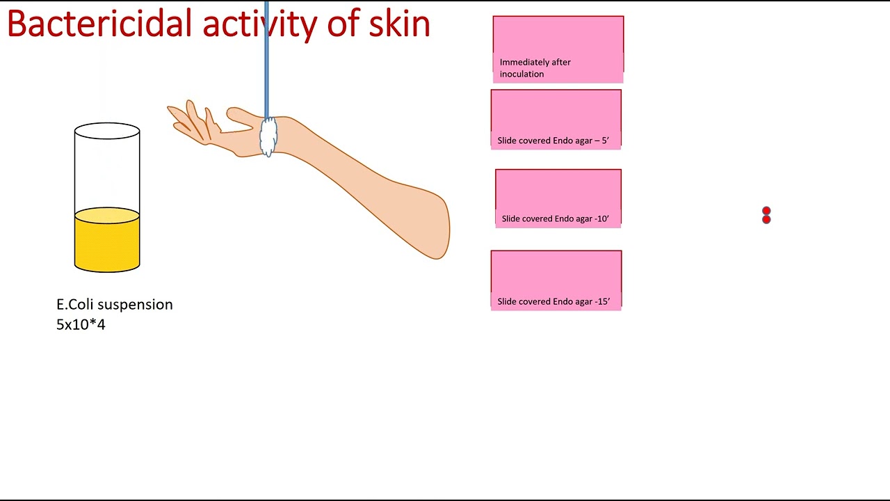Bactericidal activity of skin - YouTube