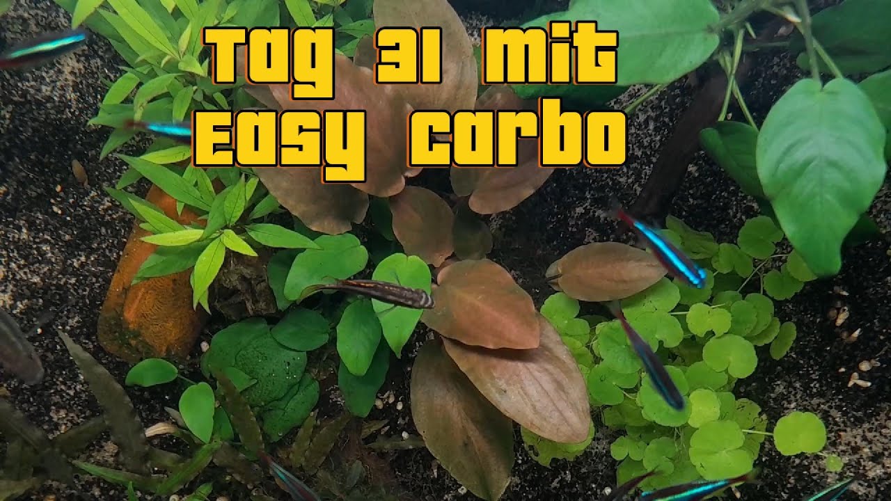 Tag 31 mit Easy Carbo und eine kleine Geschichte wie alles begann - YouTube