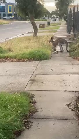 Kangaroo in our street #kangaroo - YouTube