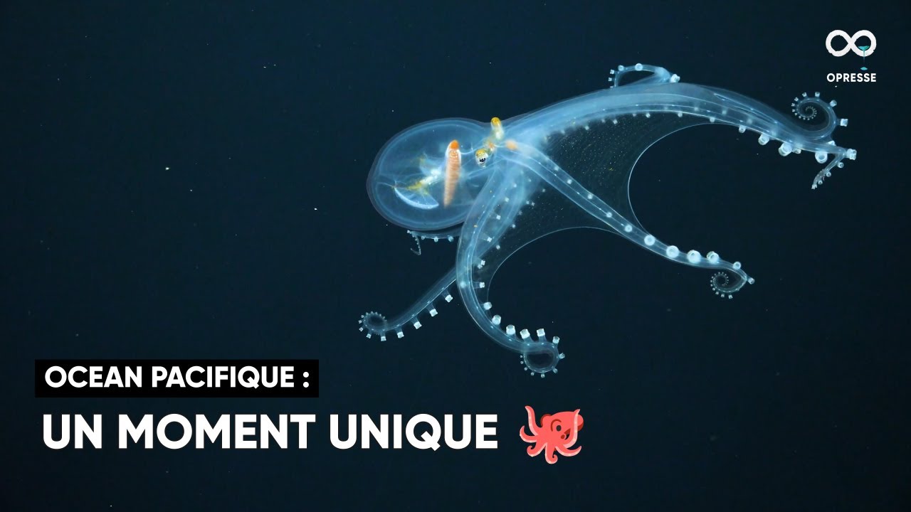 Une très rare “pieuvre transparente” filmée par des scientifiques - YouTube