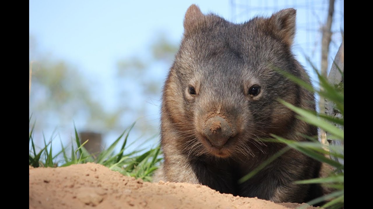 Wombat Wonders - YouTube