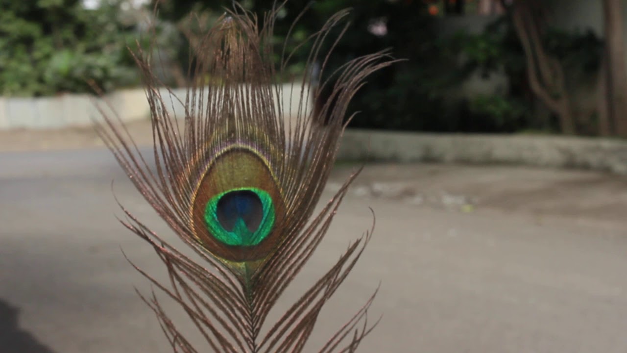 Mor pis Royality free video - YouTube