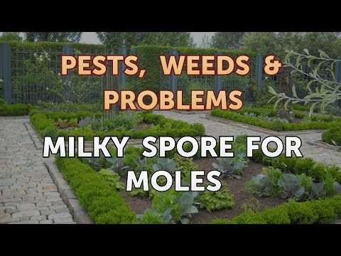 Milky Spore for Moles - YouTube