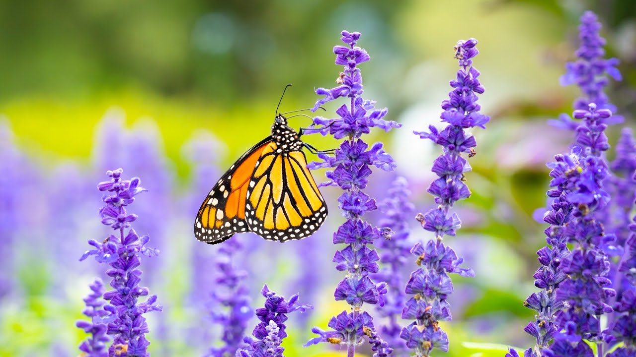 ☘️peaceful butterfly 🦋relaxingmusic 🦋 instrumental music,~butterflies ...