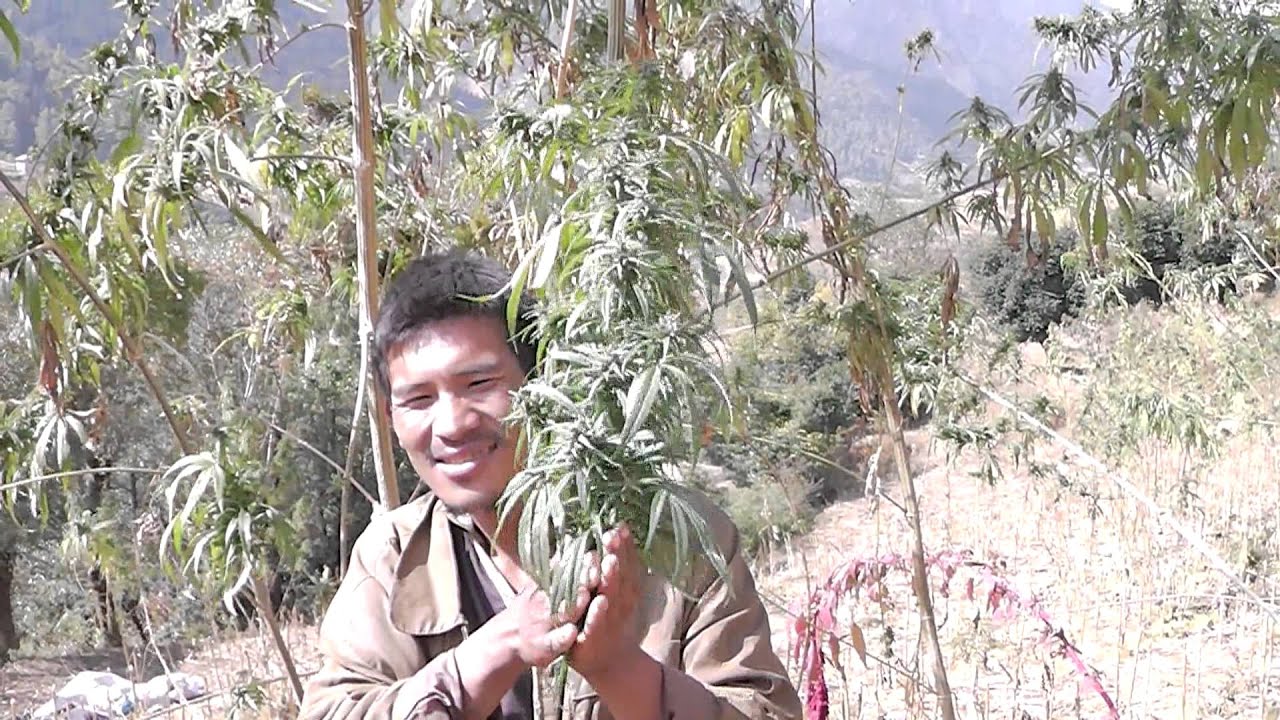 00002.MTS Hash rubbing in Rolpa,Nepal - YouTube