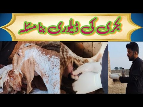 Goat delivery/ baby goat protocol/ bakri k bachy ka protocol - YouTube