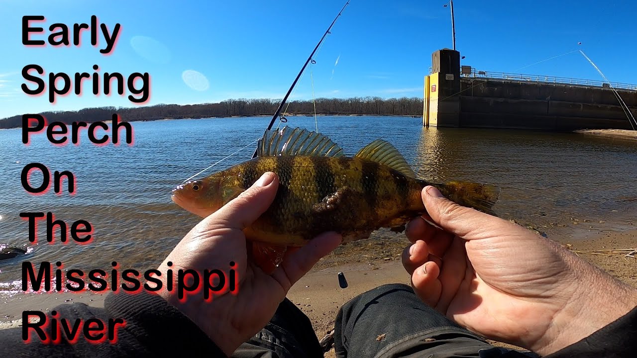 EARLY Spring Perch On The Mississippi River - YouTube