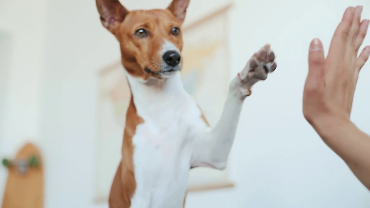 Stupid Pet Tricks Contest! - YouTube