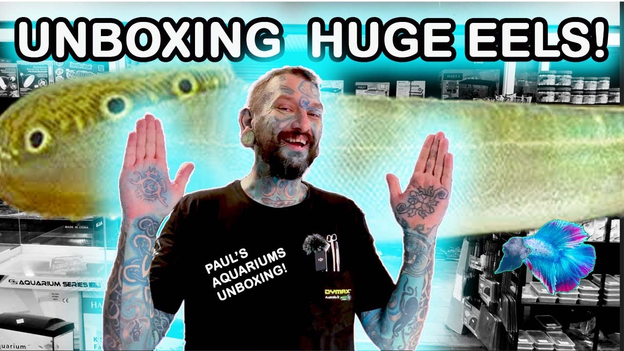 UNBOXING MASSIVE EELS! CRAZY CATFISH! Paul's Aquariums - YouTube