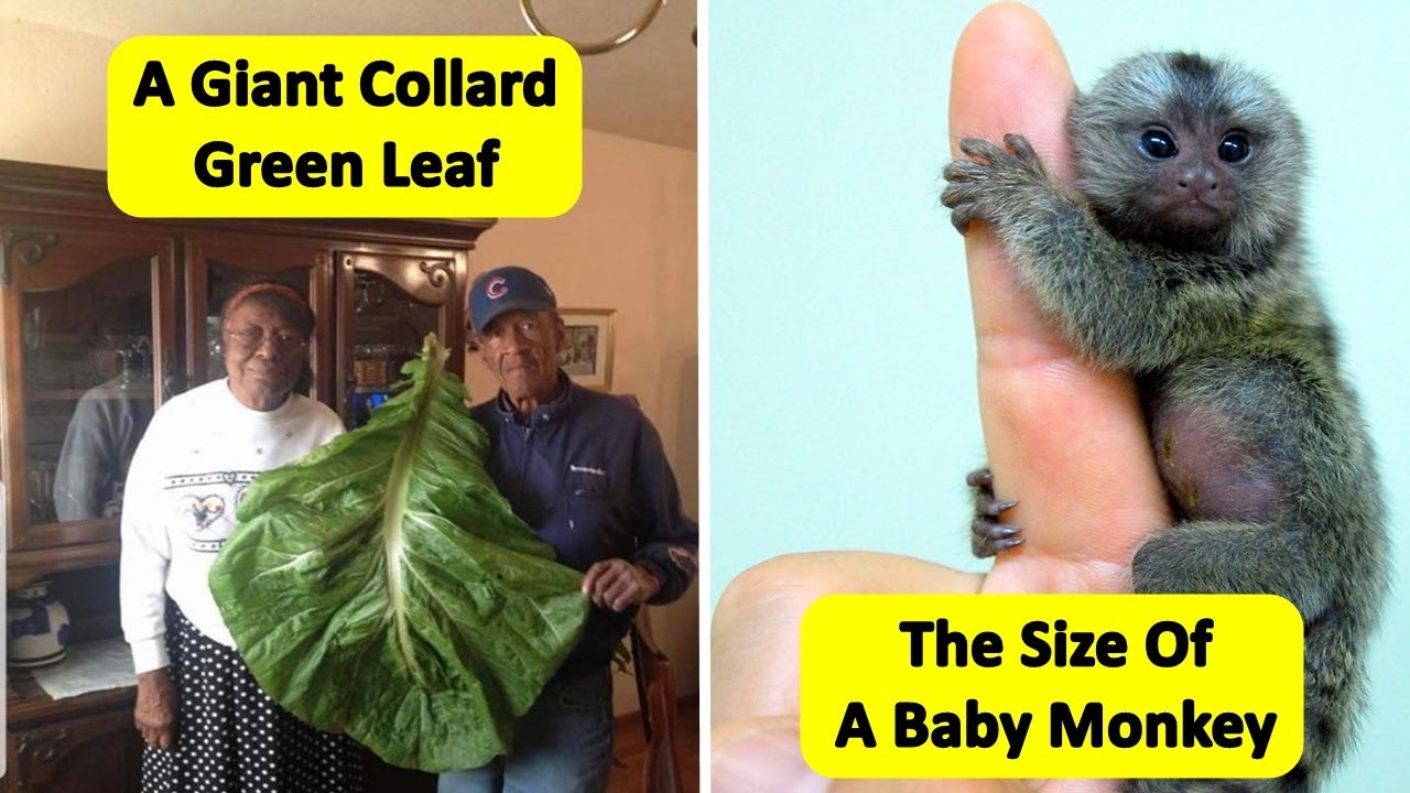 Times Humans Decided To Compare Things And Blow Our Mind - YouTube