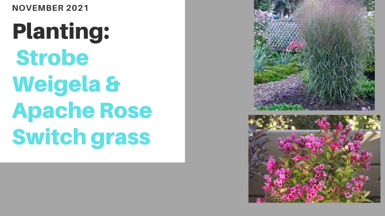 Strobe™ Weigela by Bloomineasy 🌸 // 🍃Prairie Winds Apache Rose Switch ...