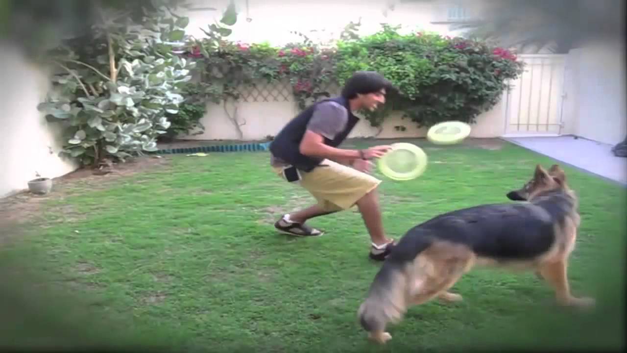 Amazing German Shepherd Doing Tricks - YouTube