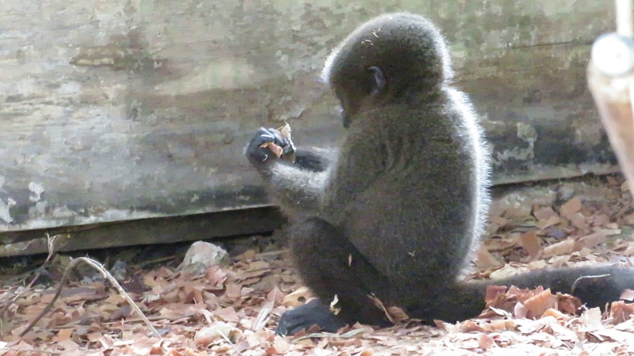 Special baby Woolly Monkey - YouTube