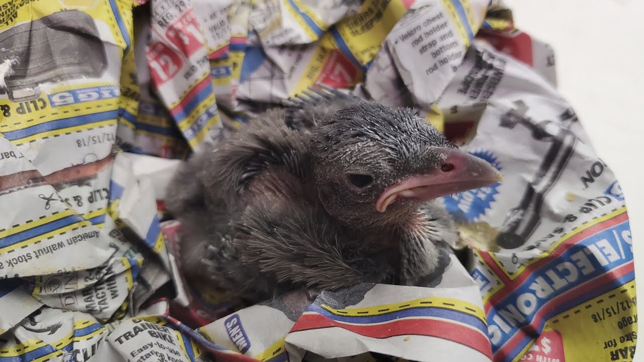 Virtual Education: Baby Bird Rehabilitation 101 - YouTube