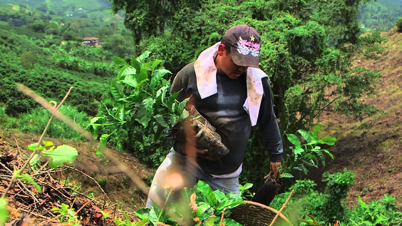 Coffee Leaf Rust: Impact and Response - YouTube