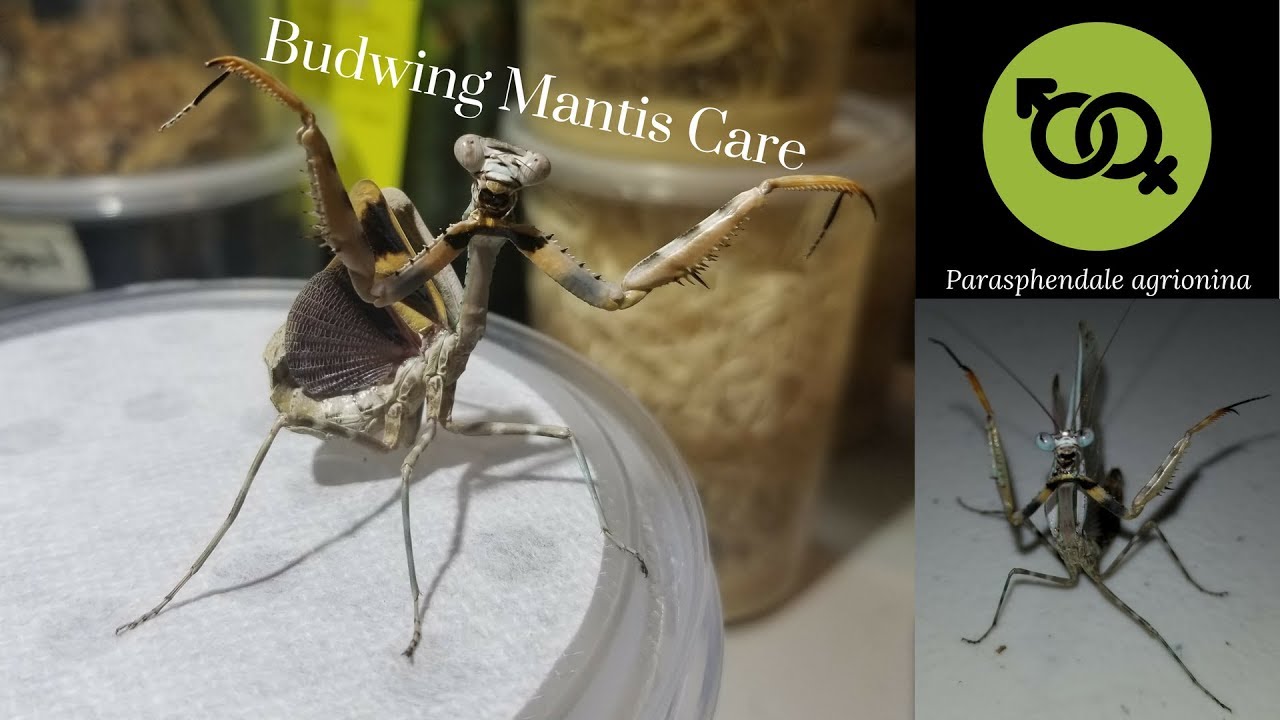 Budwing Mantis Care and Species Profile - YouTube