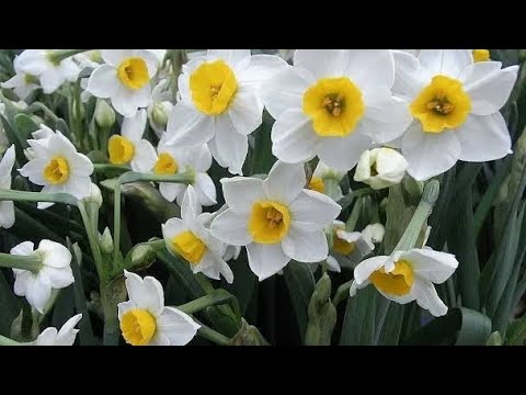 KORSA44 - Nərgiz Gülü (Qışın Ümidi) | Official Remix 2026 ❄️🌼
