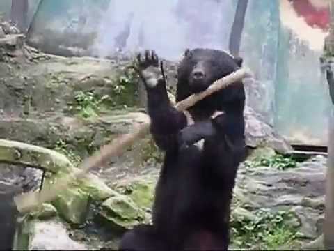 martial arts bear - YouTube