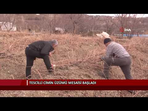 Tescilli Cimin üzümü mesaisi başladı