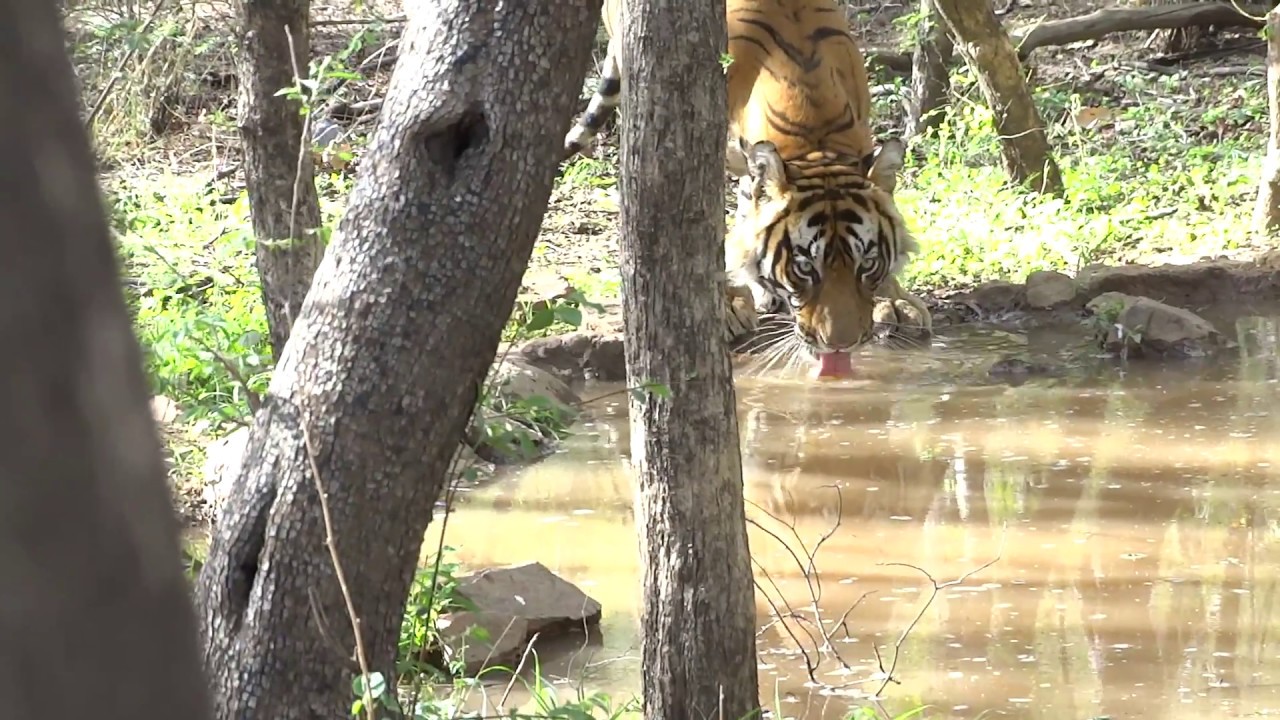 T86 a male tiger Zone 3 - Tigers of Ranthambore National Park - YouTube