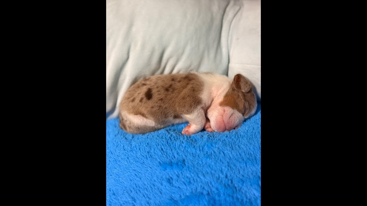Puppy Sunday🐾🥰🐾 - YouTube