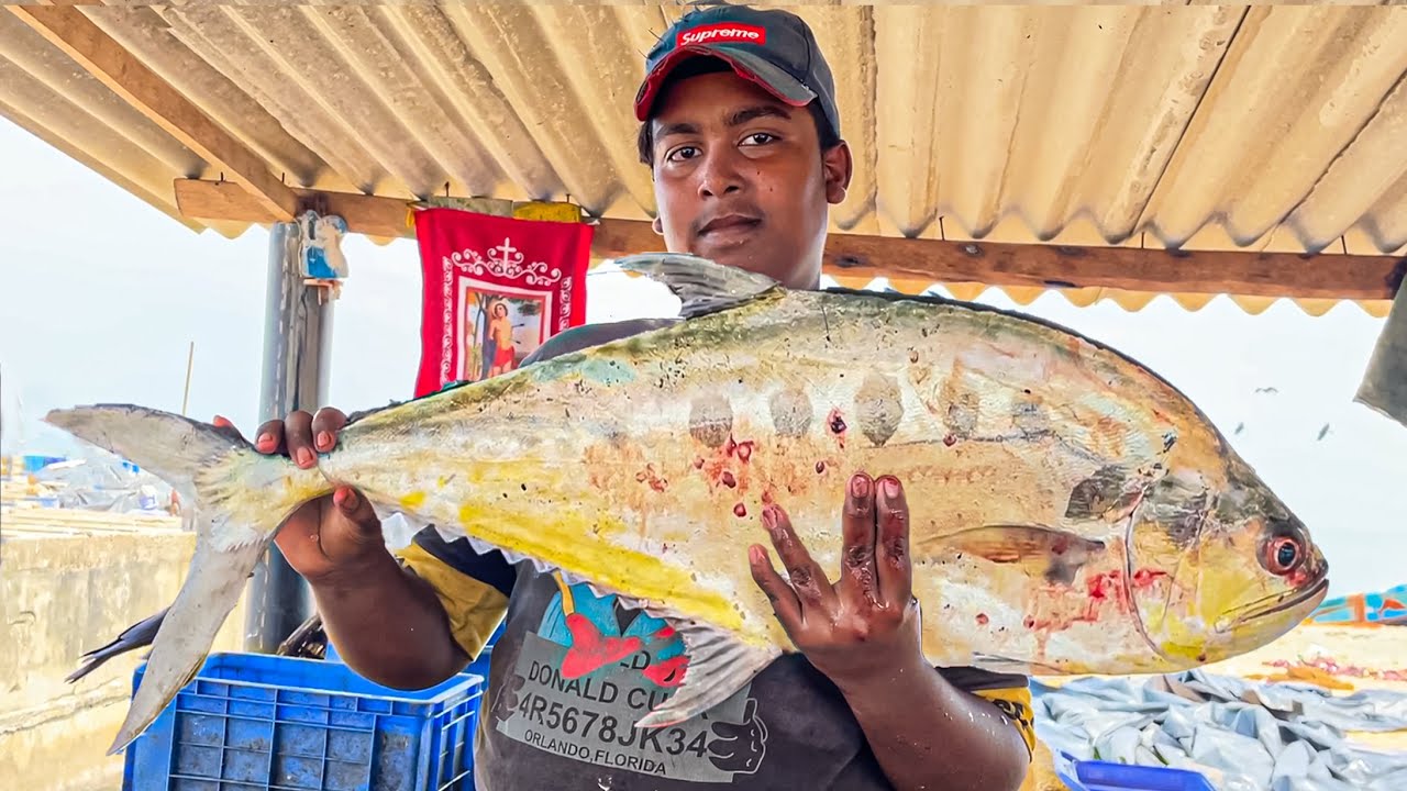 Never Seen! Live Big Gaint Queen Fish Cutting By Village Boy Expert ...