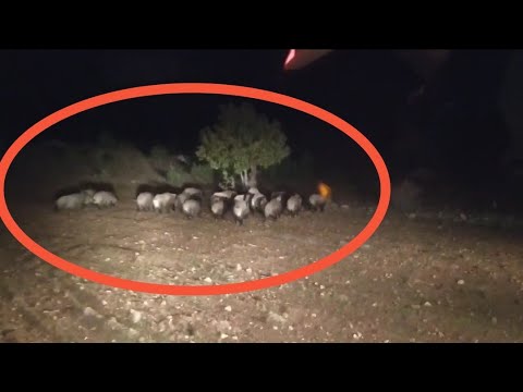 GECE TARLAYA GELEN DOMUZ SÜRÜSÜNÜ 10DK TAKİP ETTİK  (15-20)