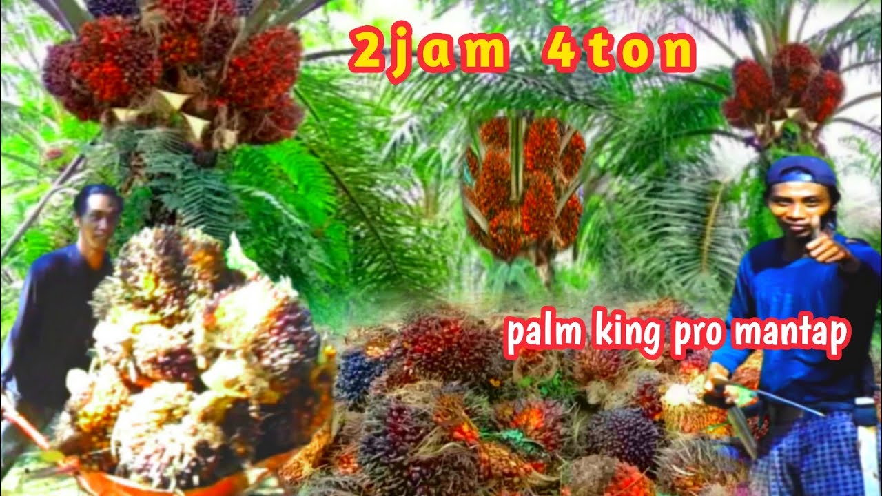 luar biasa‼️panen 2jam dapat 4ton_palm king pro_ma official - YouTube