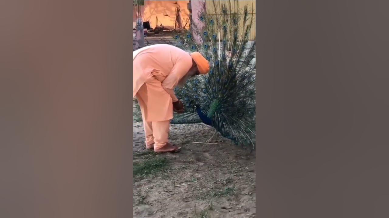 From Scared Peacock To Calm Peacock Youtube